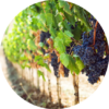 Our Story | Alexis George Wines