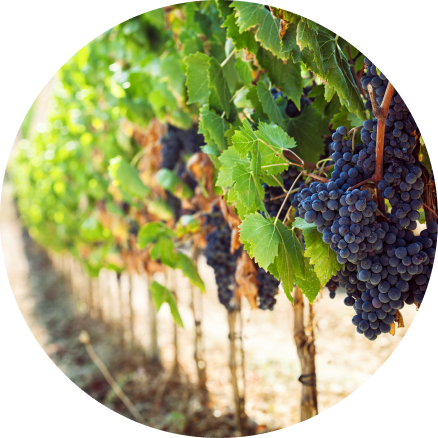 Our Story | Alexis George Wines